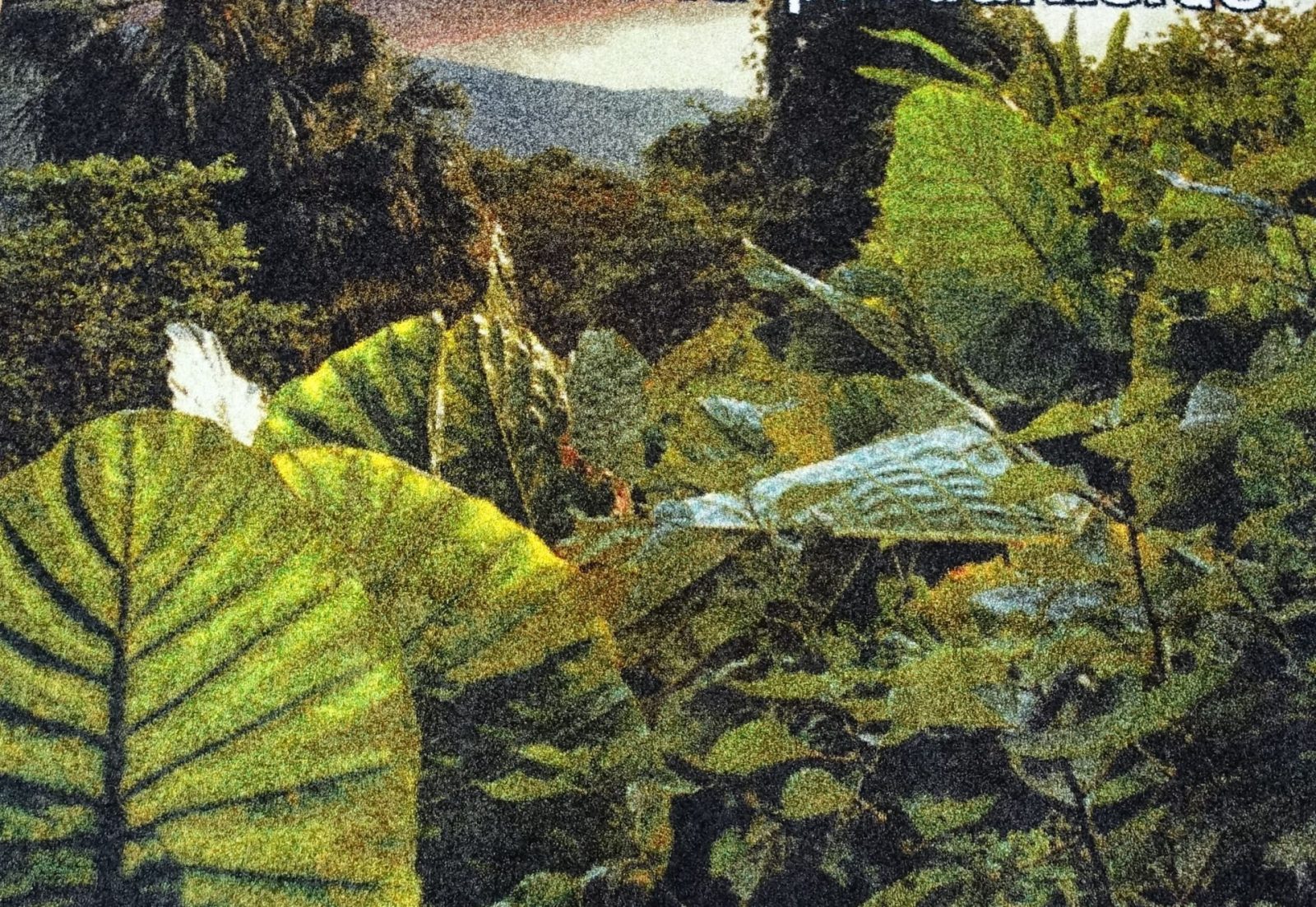 Fußmatte mit Foto - Fototeppich - Schäfer Matten